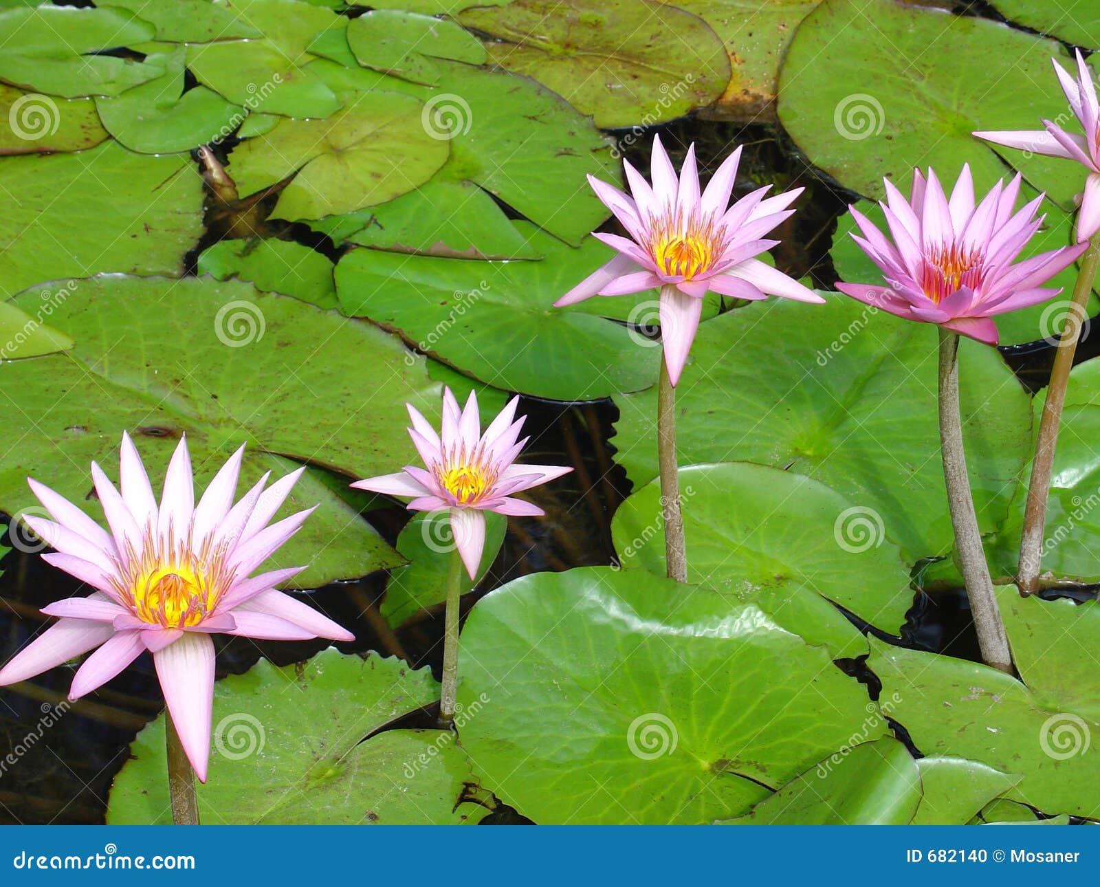 Pink tropical water lily s stock photo. Image of walk, lily - 682140