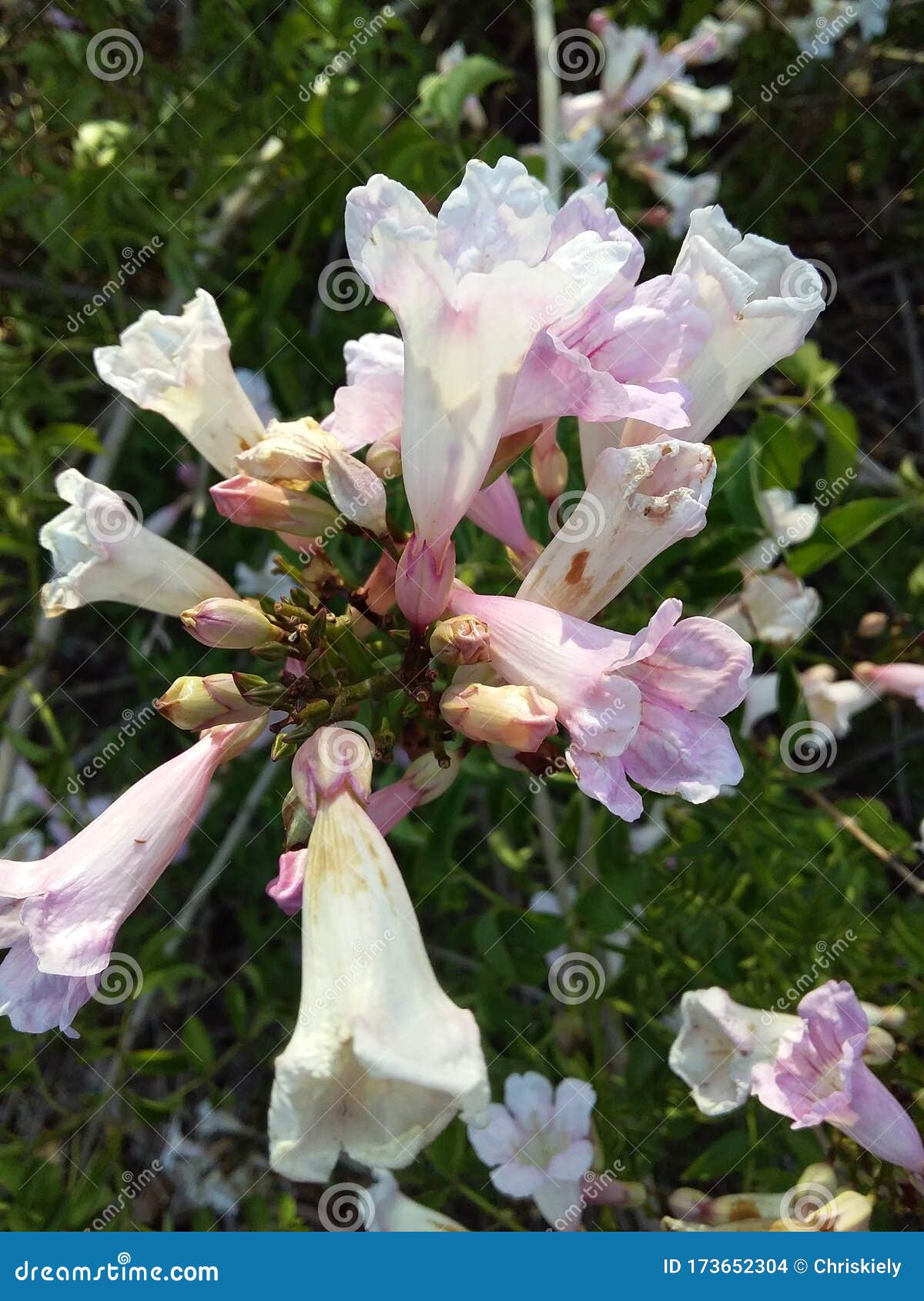 Pink Trumpet Flower stock photo. Image of delicate, trumpet - 173652304