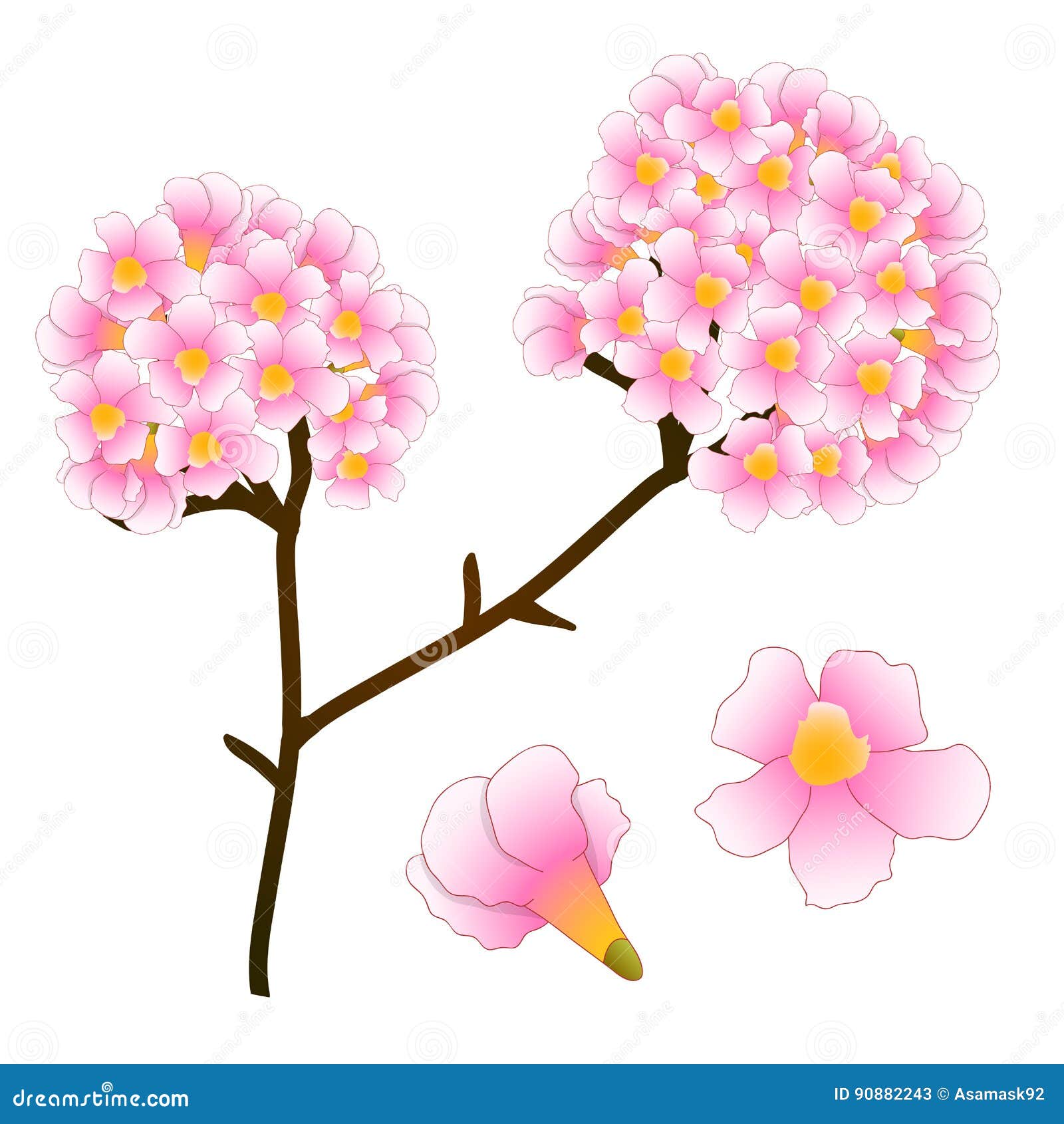 Cypress Flower Sketch