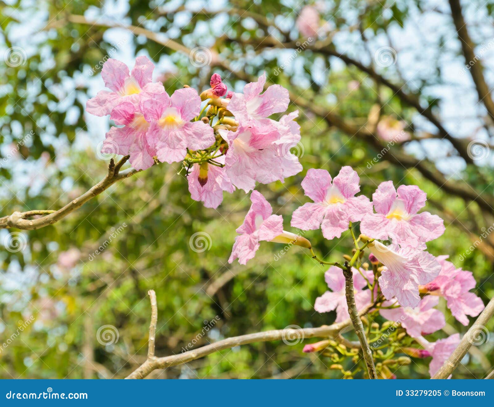 Pink trumpet stock image. Image of trumpet, beautiful - 33279205
