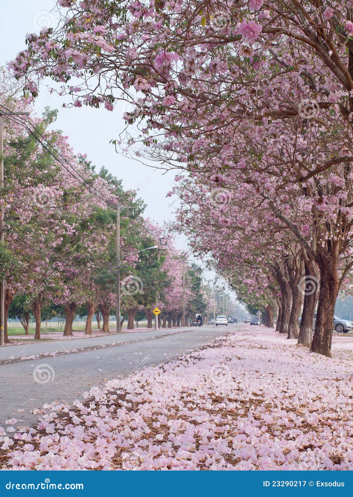 Pink trumpet tree stock image. Image of plant, mood, landscape - 23290217