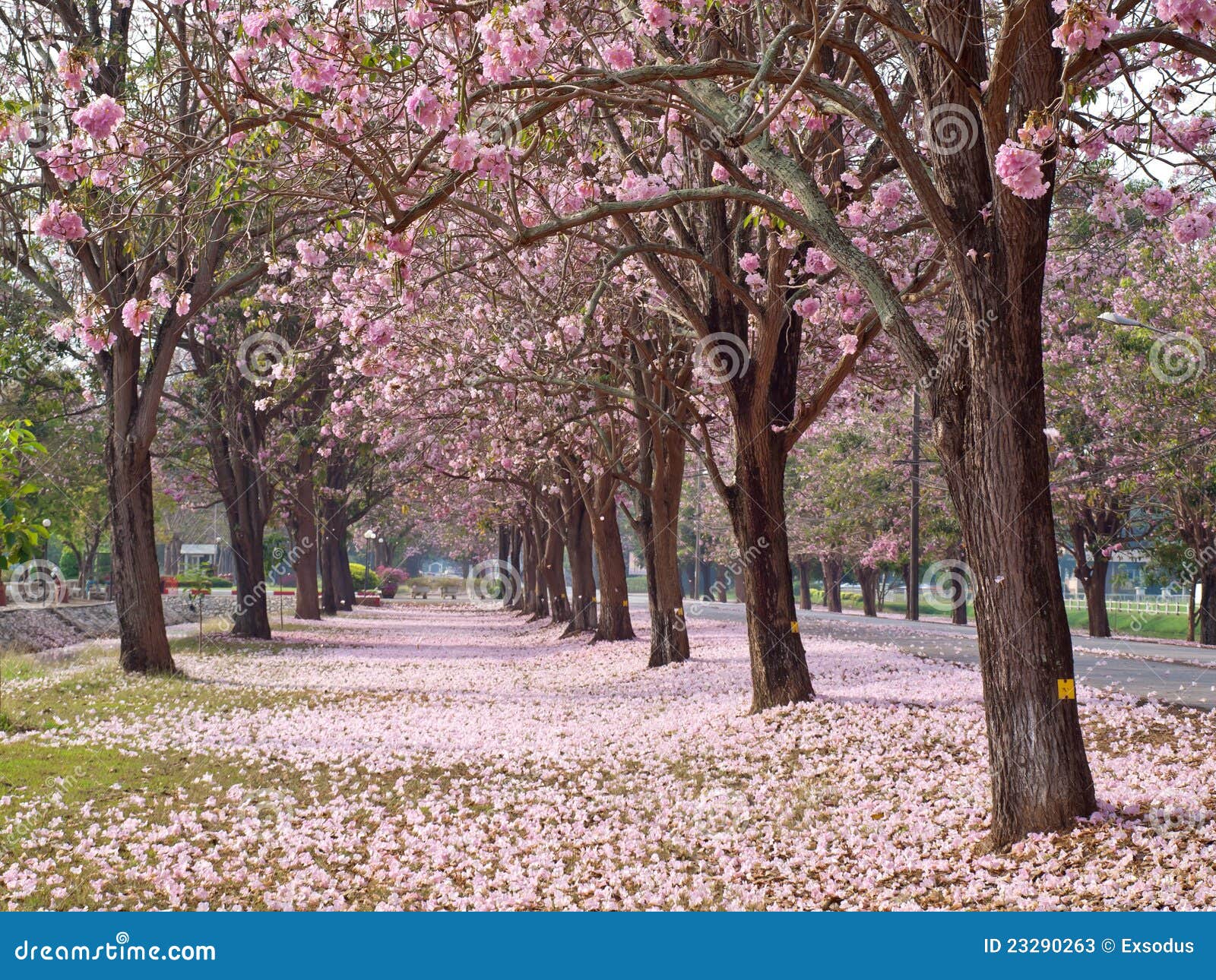 Pink trumpet tree stock image. Image of branch, fall - 23290263