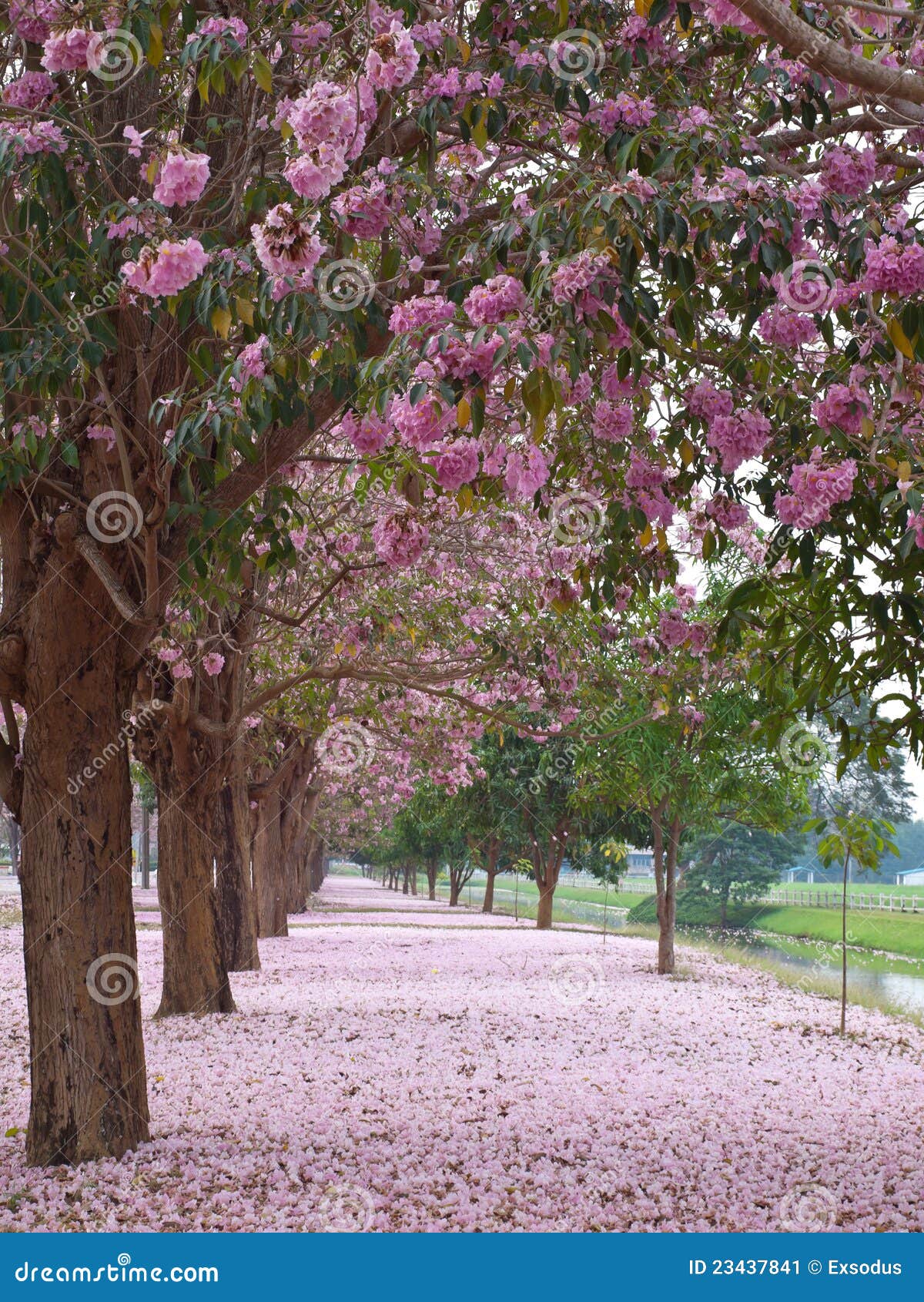 Pink Trumpet Tree And Tabebuia Rosea. Royalty-Free Stock Photo ...