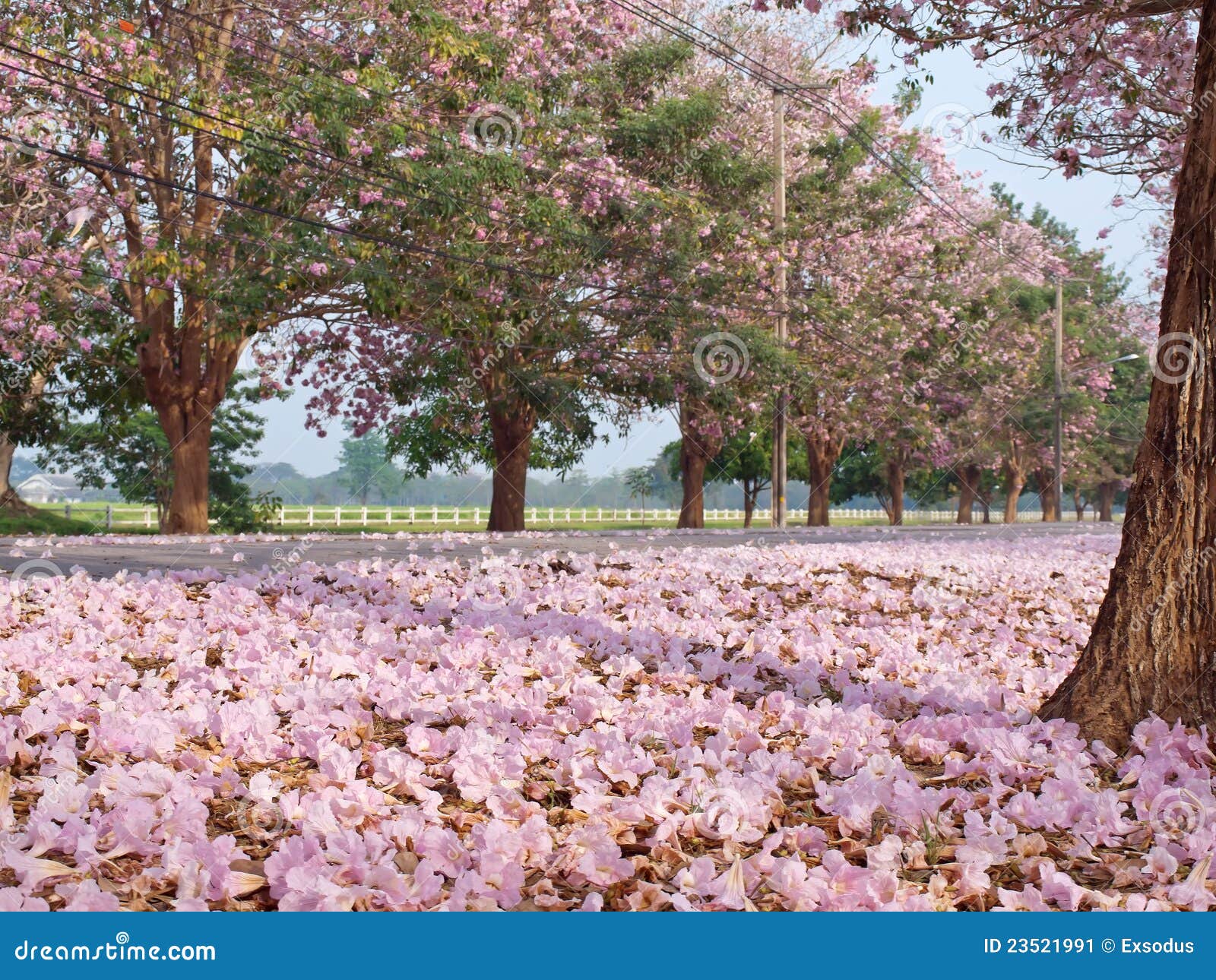 Pink trumpet tree stock image. Image of dream, color - 23521991