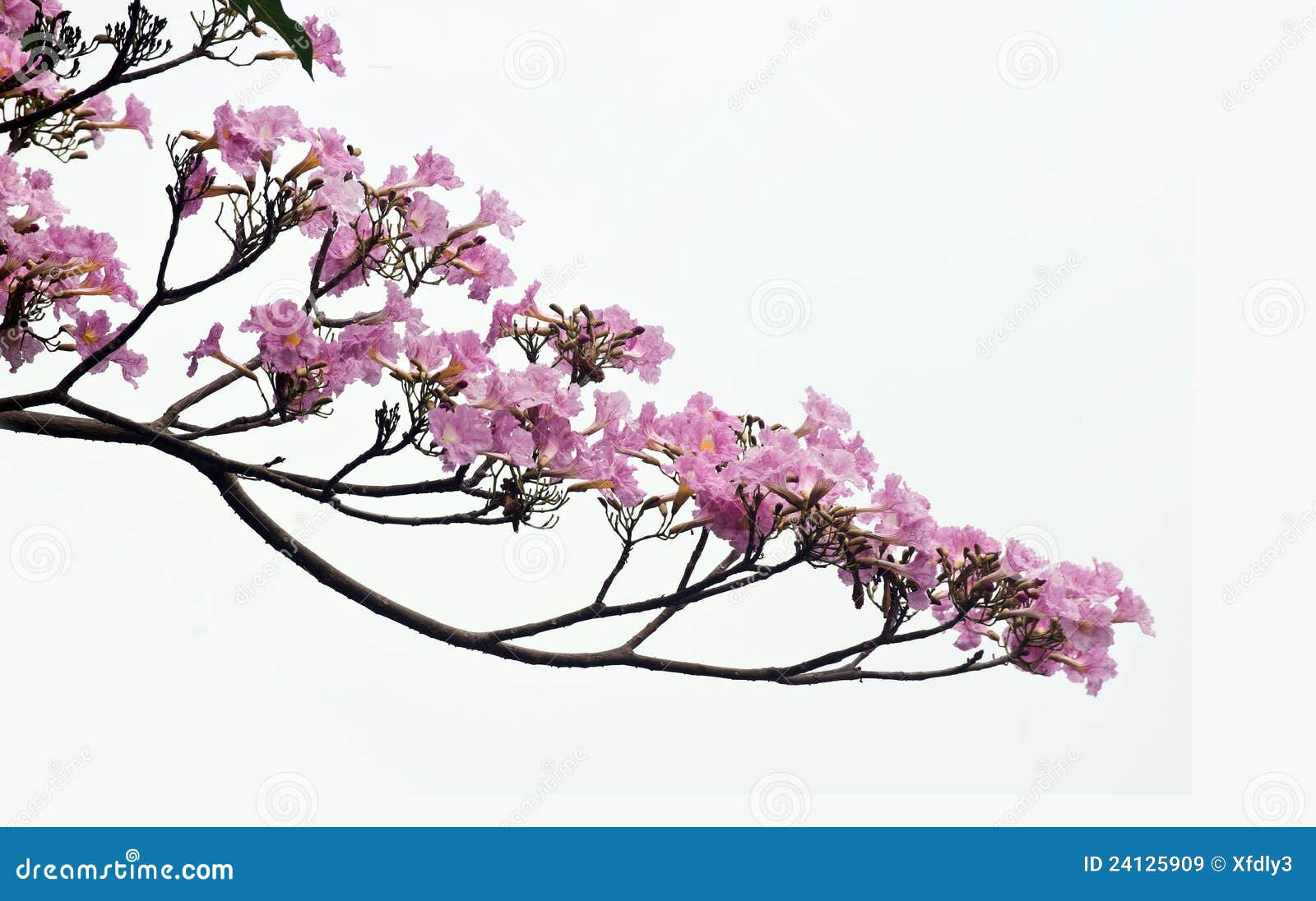 Pink Trumpet-tree stock image. Image of material, flowers - 24125909