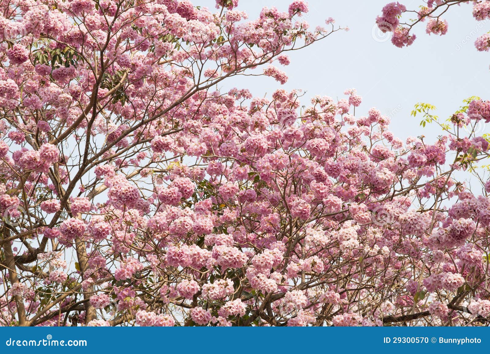 Pink Trumpet Tree stock photo. Image of trumpet, rosy - 29300570