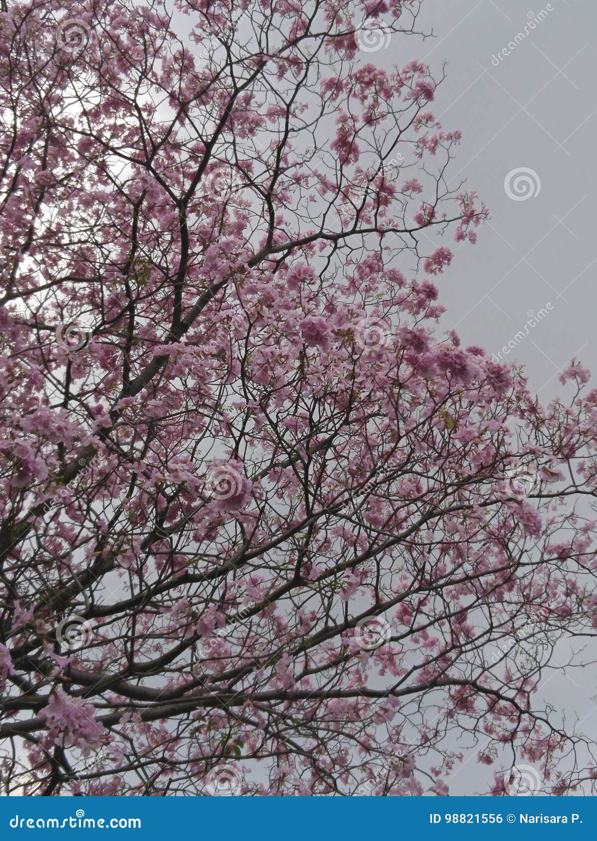 Pink trumpet tree stock photo. Image of spring, winter - 98821556