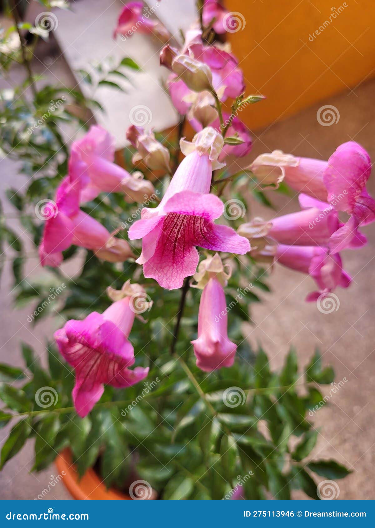 Pink Trumpet Tree Flowers in a Plant Stock Photo - Image of pink, lilac ...