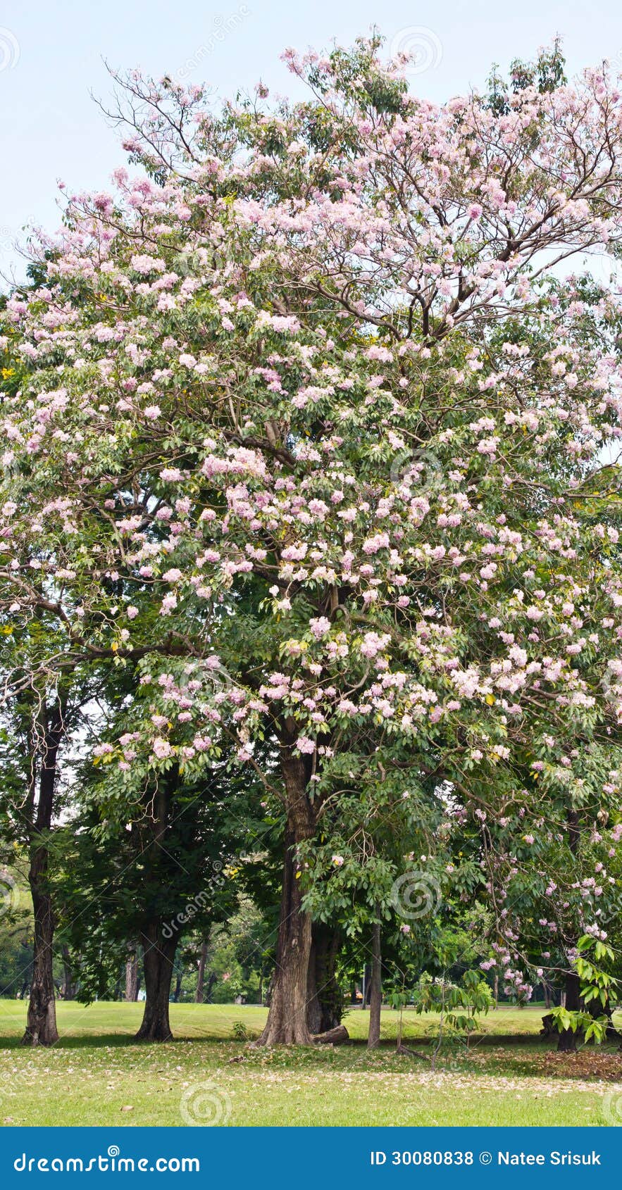 Pink trumpet tree stock photo. Image of tecoma, pind - 30080838
