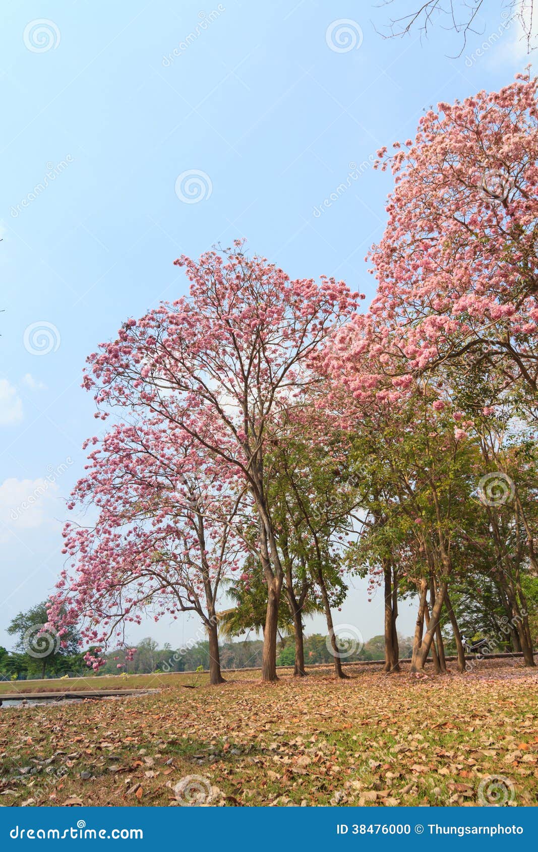 Pink trumpet tree stock photo. Image of summer, blossom - 38476000