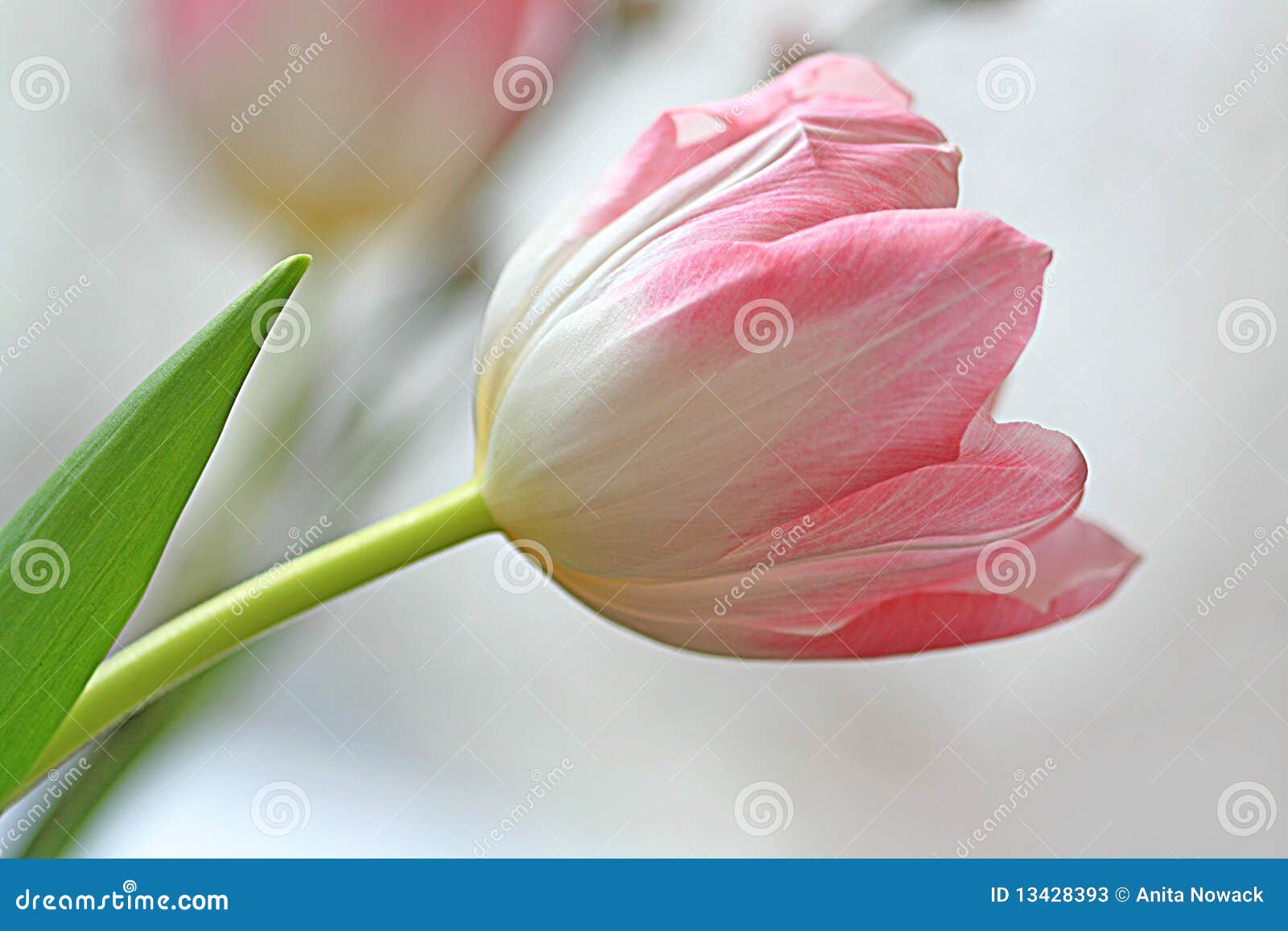 Pink tulip stock image. Image of pastel, flora, leaf - 13428393