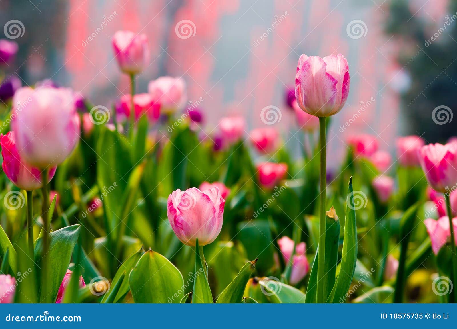 Pink tulip stock image. Image of crimson, plantation - 18575735
