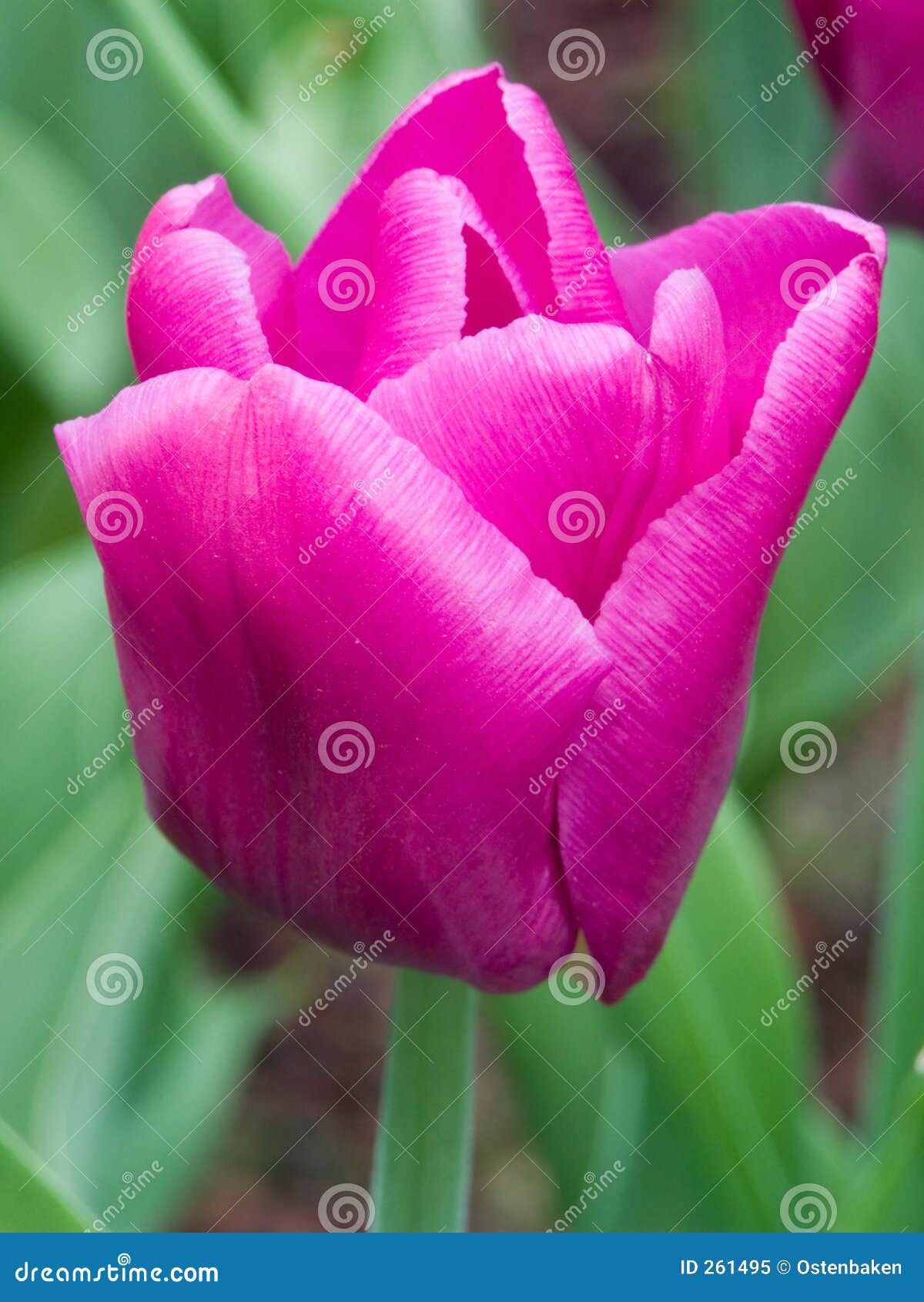 Pink tulip stock image. Image of bloom, close, colorful - 261495