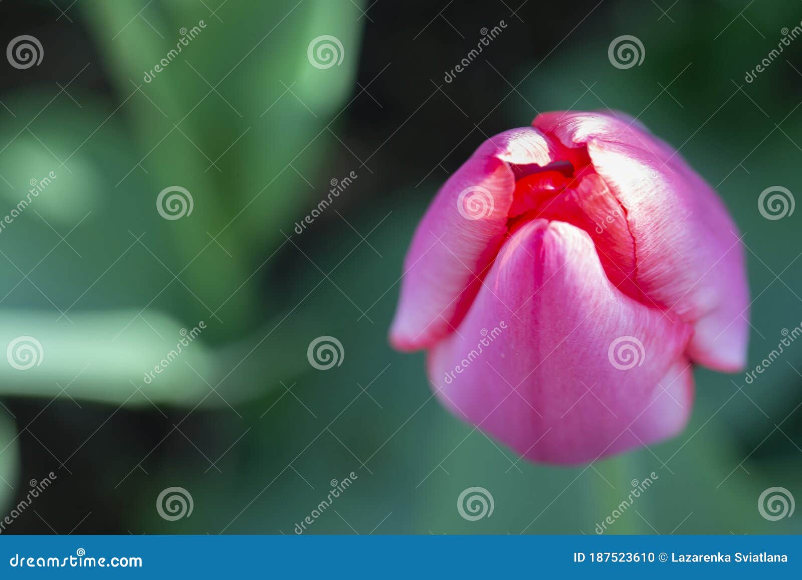 Pink tulip from above. stock photo. Image of fresh, blossom - 187523610