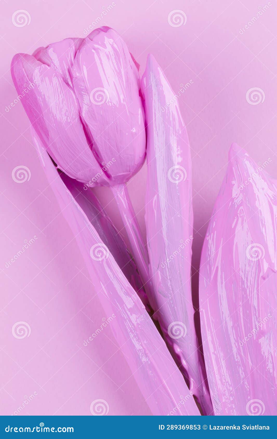 Pink Tulip on a Pink Background Stock Image - Image of close, romance ...