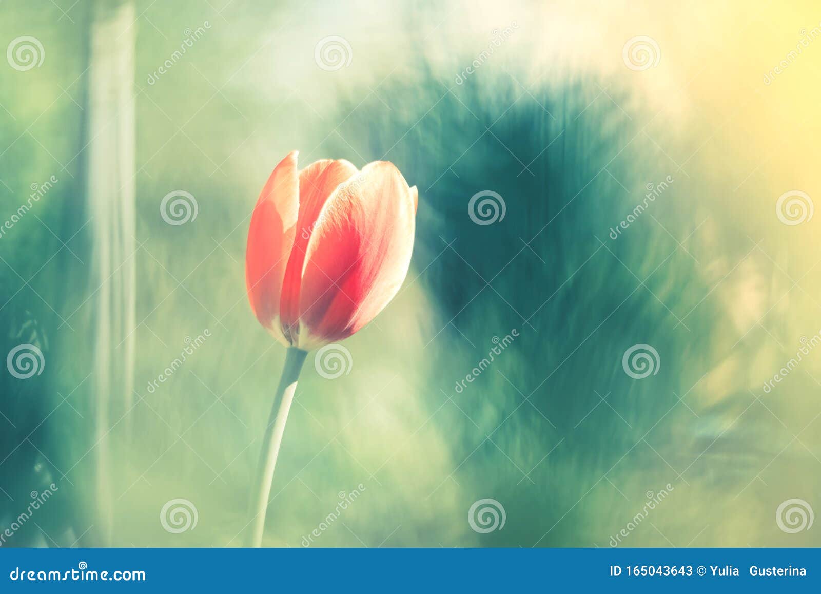 Pink Tulip on a Beautiful Blurry Background. Tender Spring Floral ...