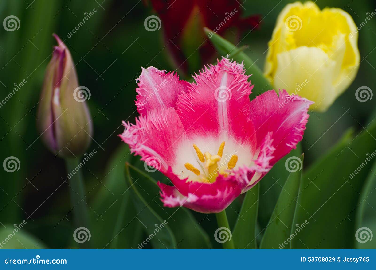 Pink tulip stock image. Image of flower, colored, vibrant - 53708029