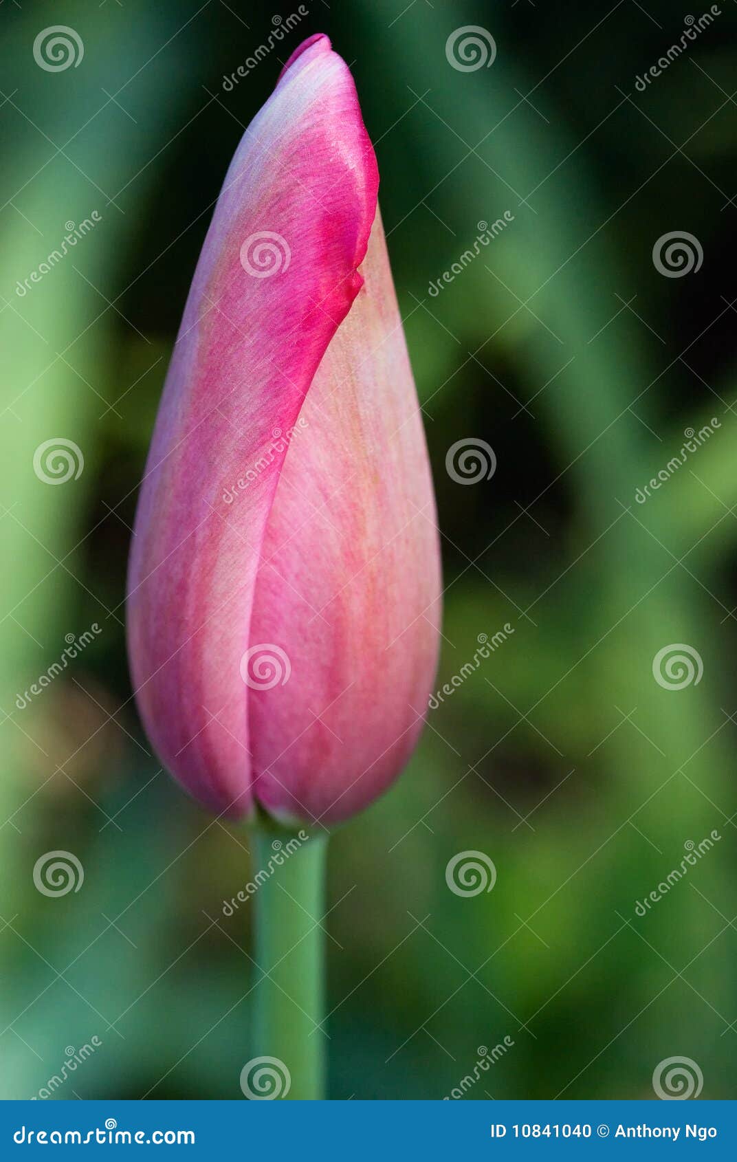 Pink Tulip Bud stock photo. Image of beauty, flora, inside - 10841040