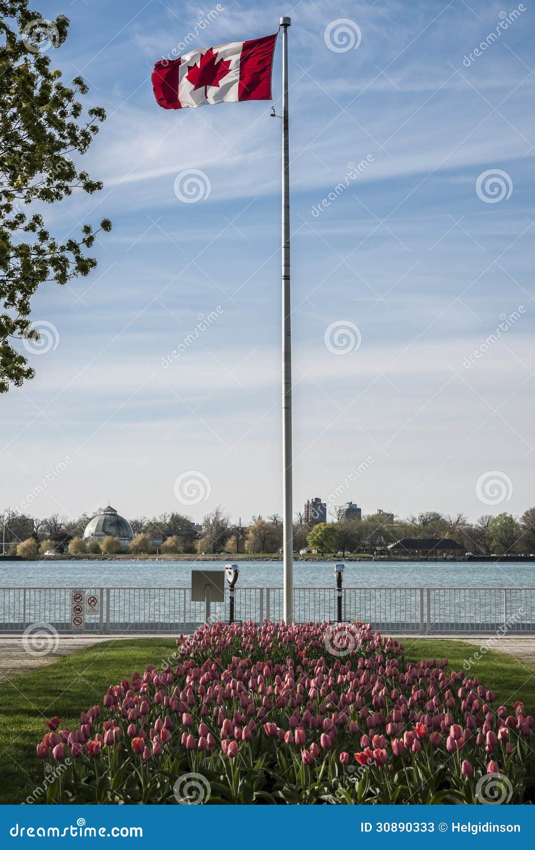 Pink Tulip with Canadian Flag Stock Image - Image of decoration ...