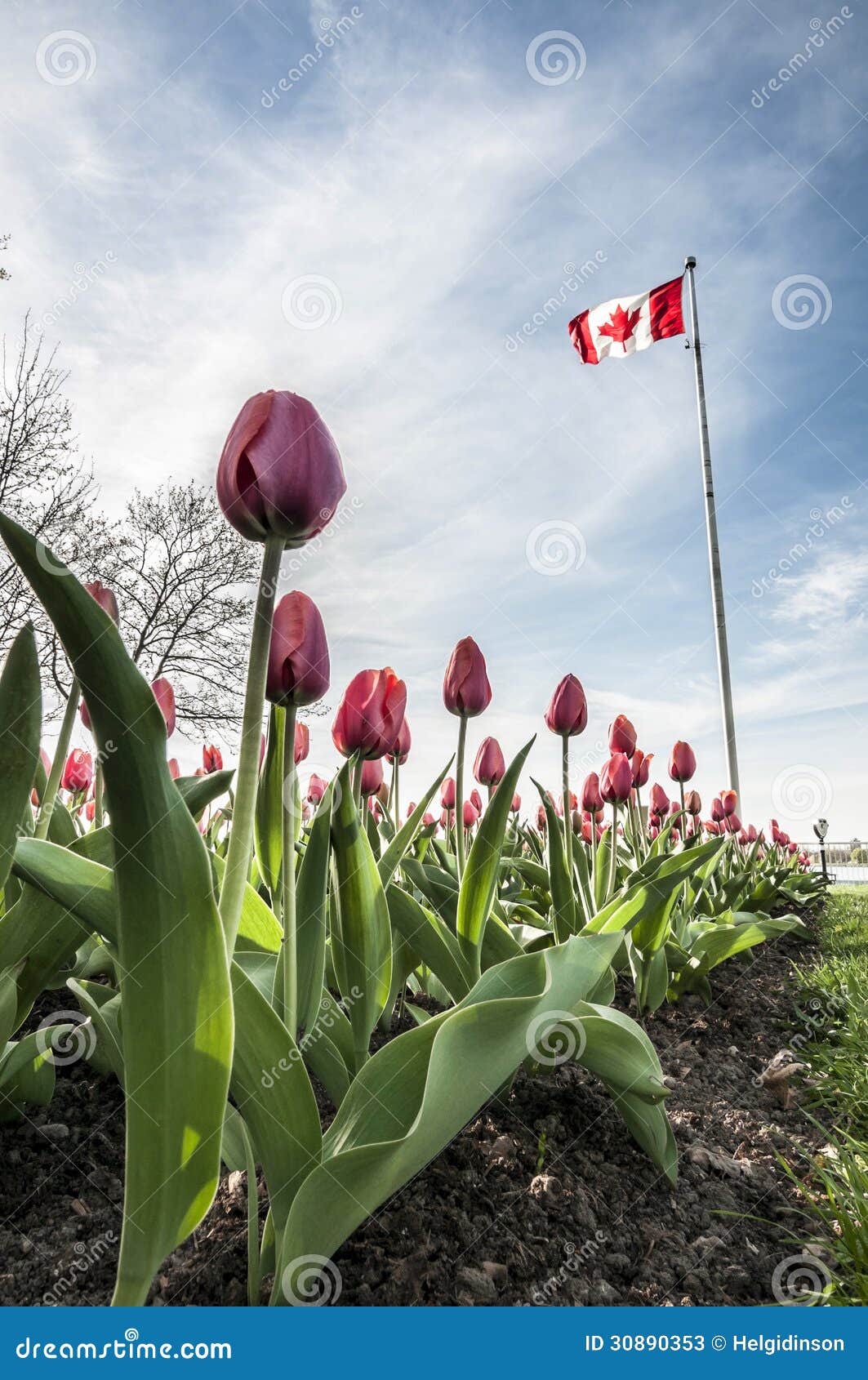 Pink Tulip with Canadian Flag Stock Image - Image of blossom, fresh ...