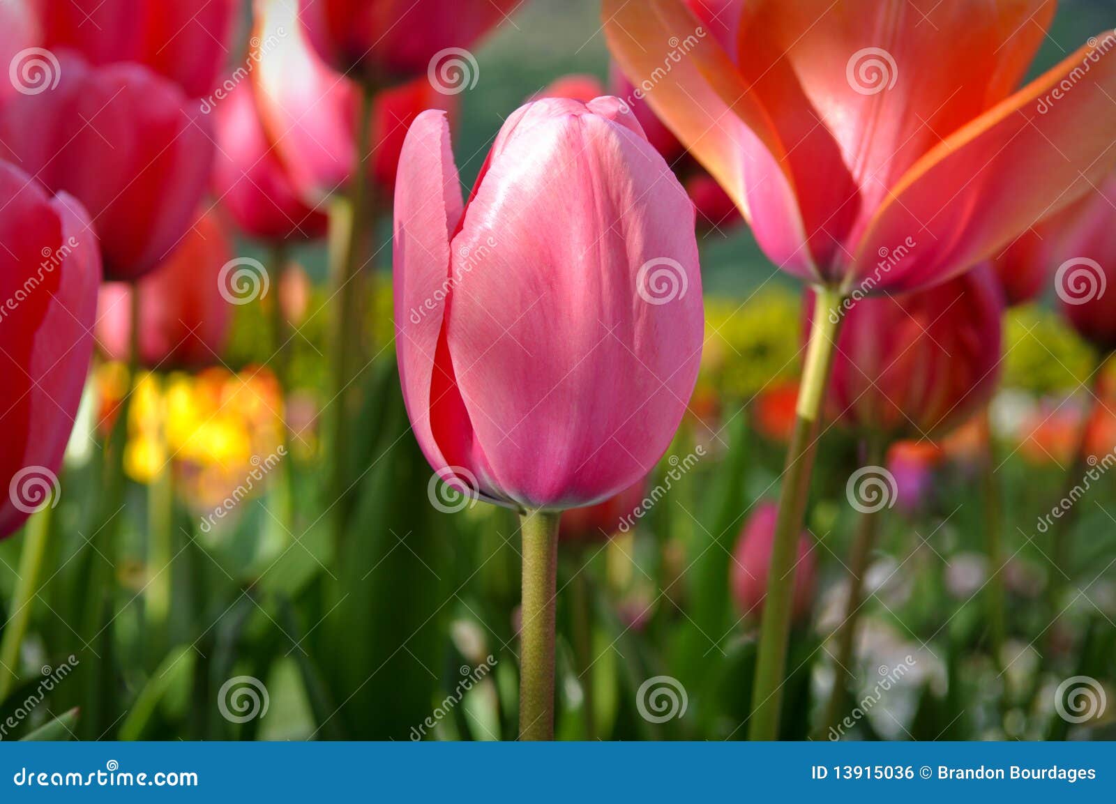 Pink Tulip Close Up with Colorful Background Stock Photo - Image of ...
