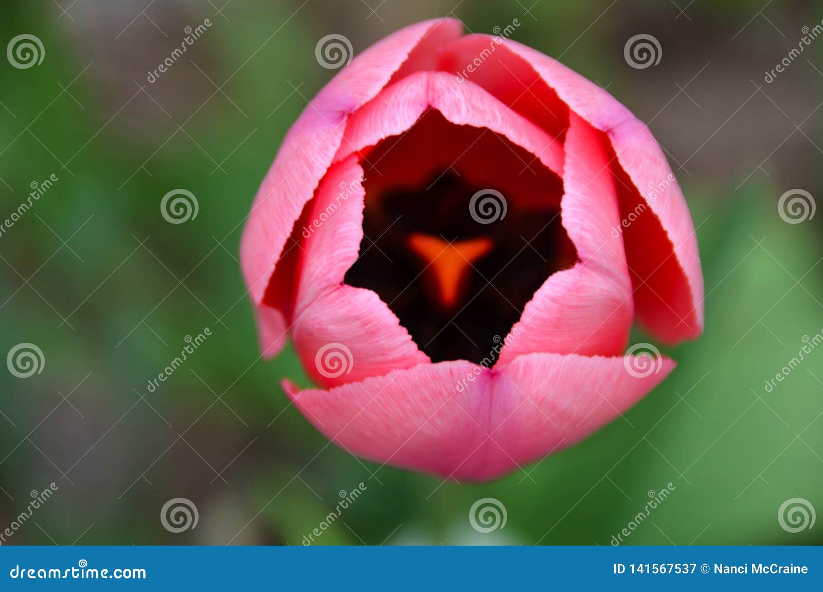 Peek Inside a Newly Unfolding Pink Tulip Stock Image - Image of ...