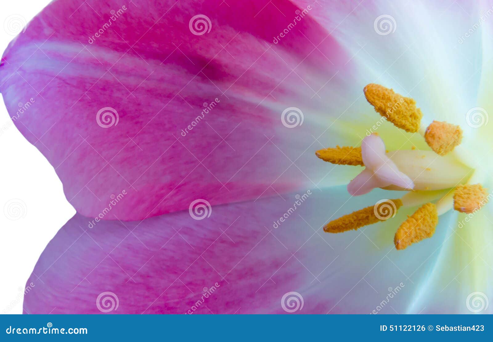 Pollination Tulip Stock Photography | CartoonDealer.com #69813740