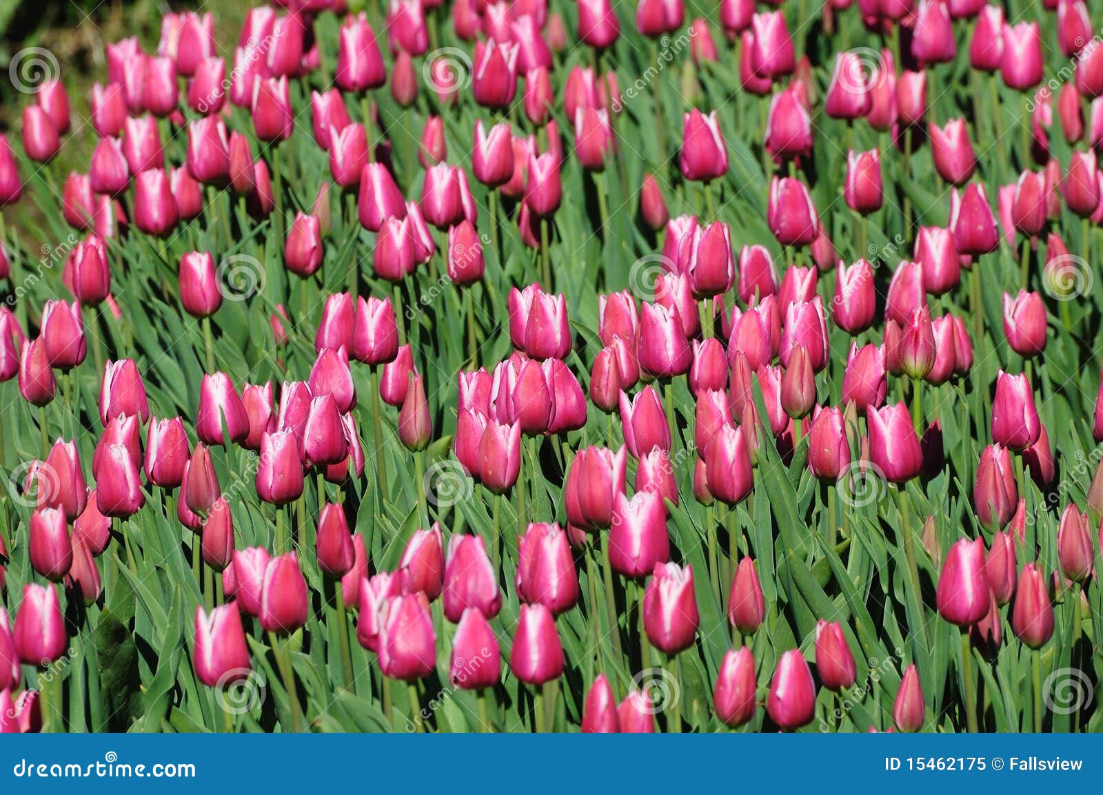 Pink tulip field stock image. Image of scene, pink, bird - 15462175