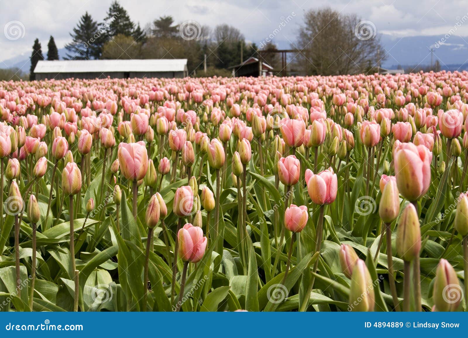 Pink tulip field stock image. Image of beautiful, bloom - 4894889