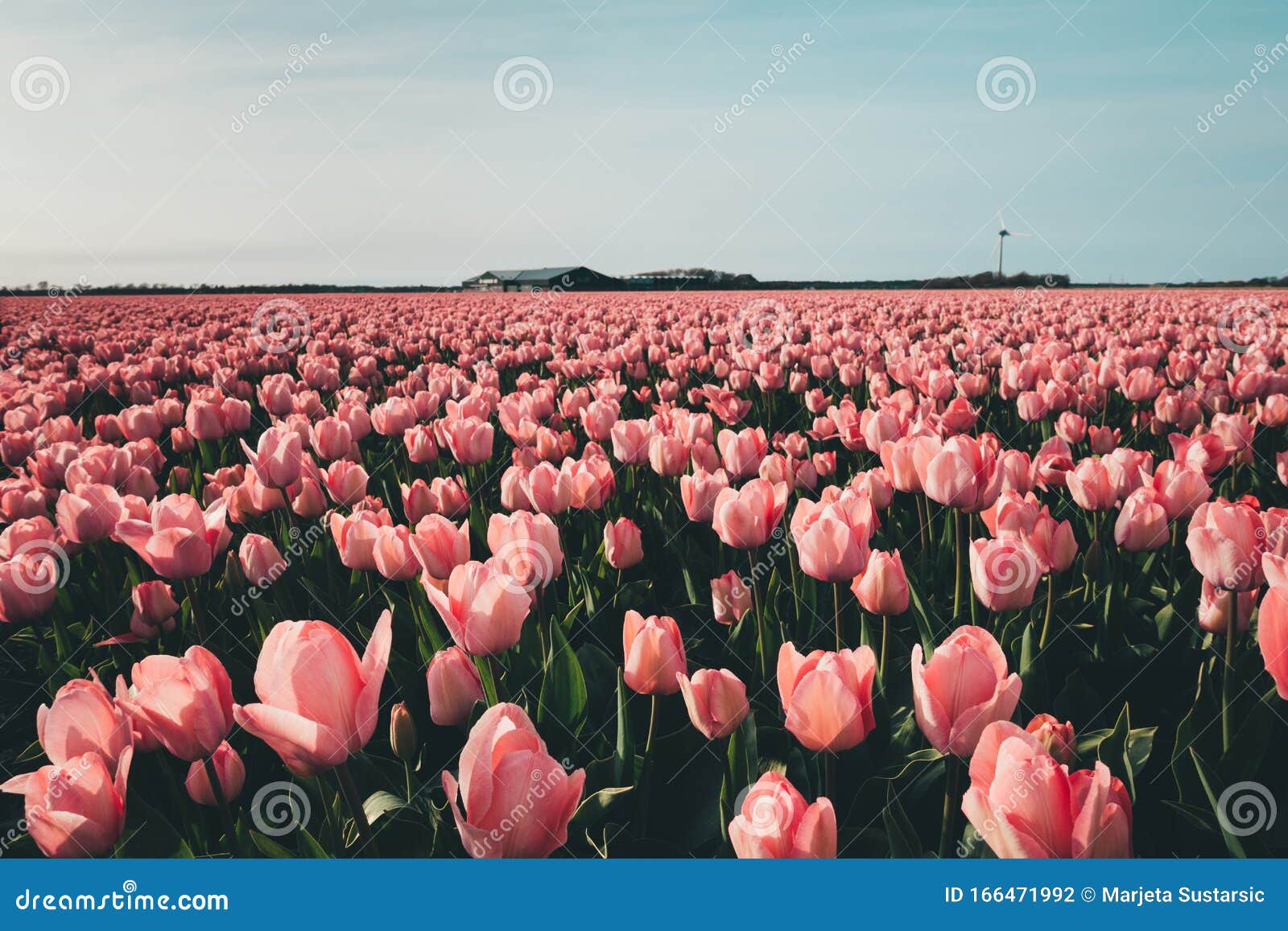 Pink Tulip Field stock photo. Image of nature, growth - 166471992