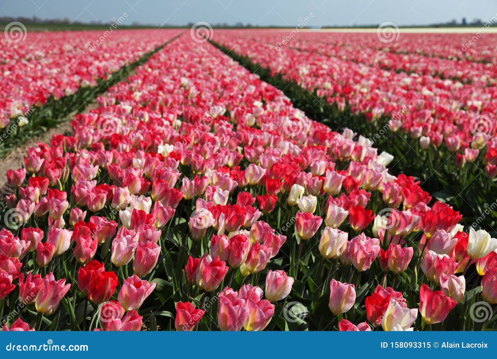 Pink tulip field holland stock image. Image of petal - 158093315
