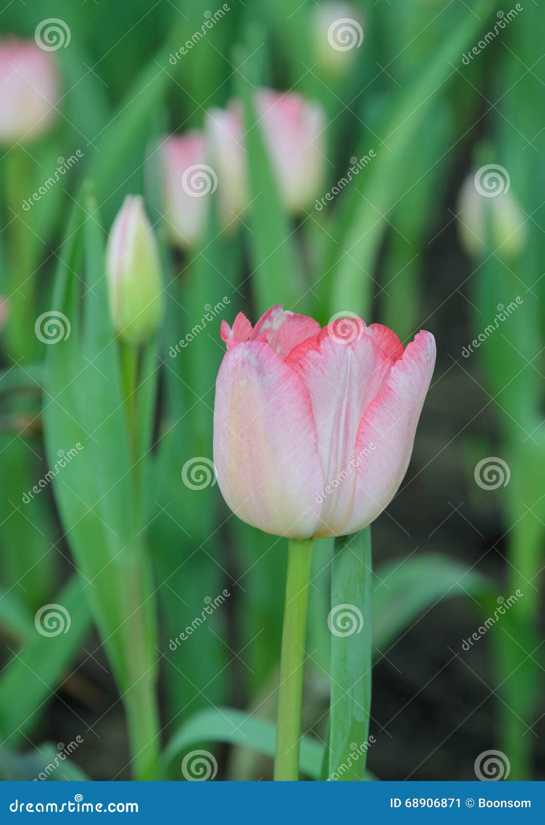 Pink tulip flowe stock image. Image of group, spring - 68906871