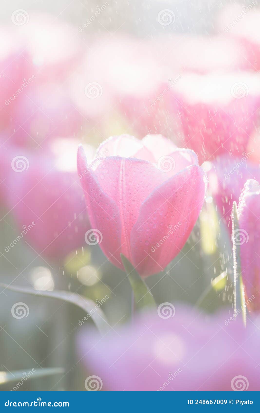 Pink Tulip Flower in Close Up Stock Image - Image of grow, leaf: 248667009