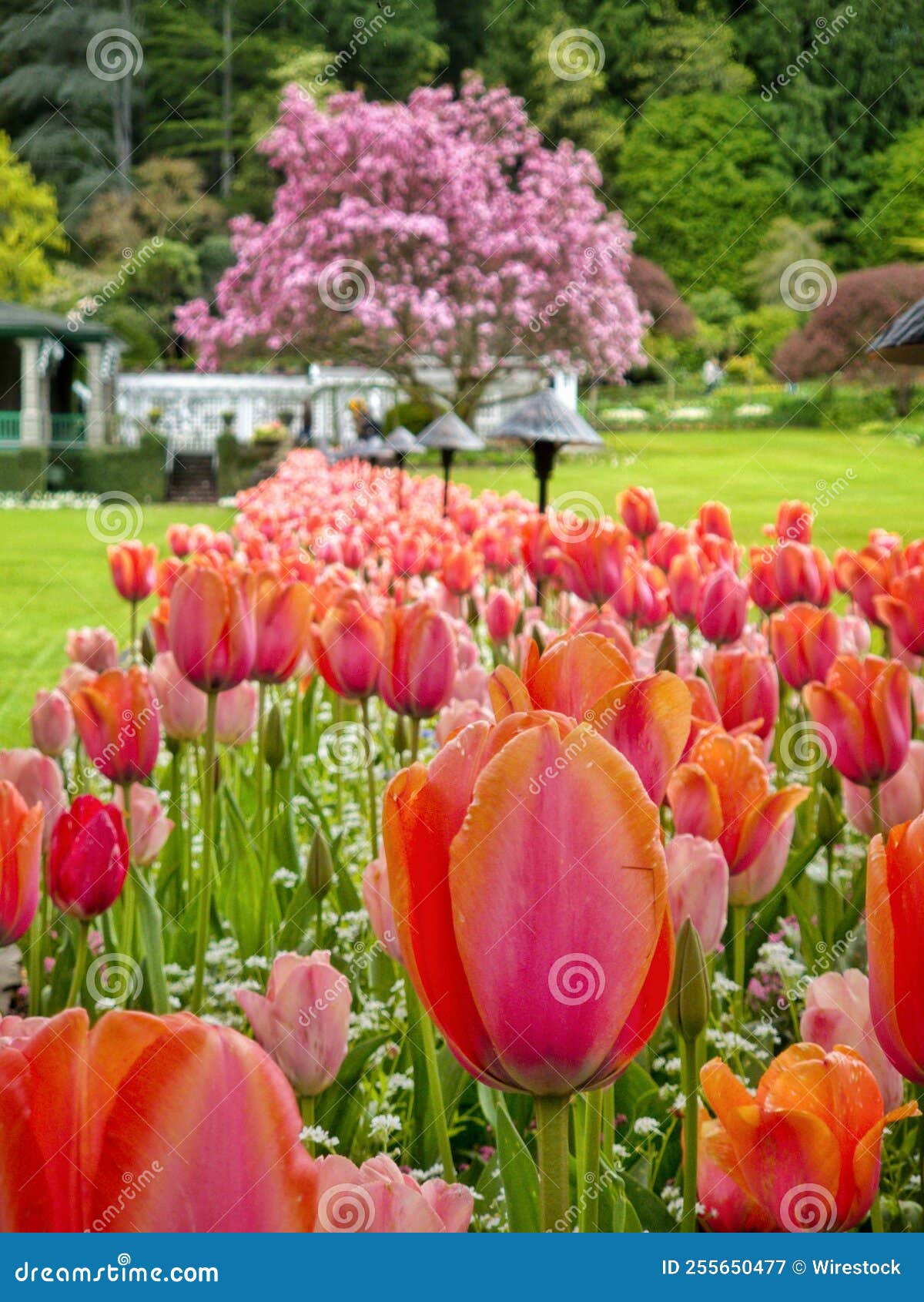 Pink Tulip Flower in the Garden Stock Image - Image of flower, pink ...