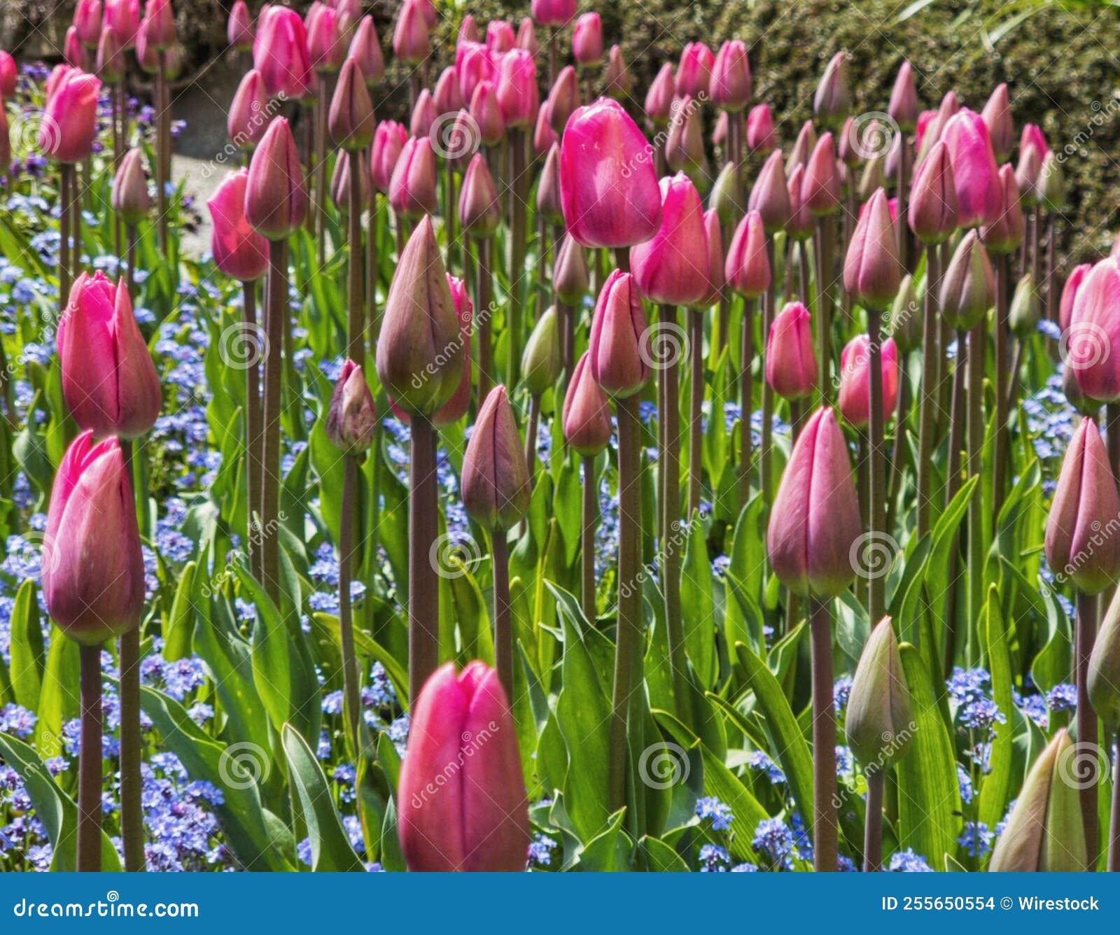 Pink Tulip Flower in the Garden Stock Photo - Image of floral, plant ...
