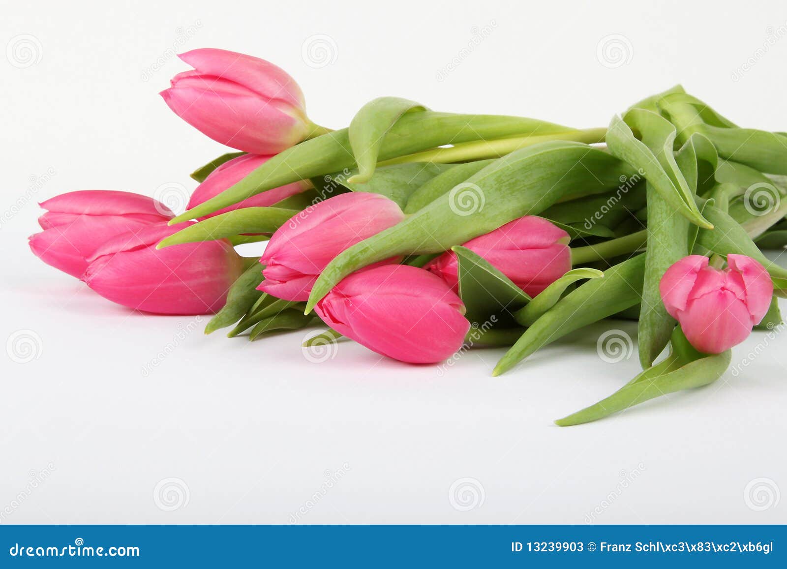 Pink Tulip flowers stock image. Image of nature, bouquet - 13239903