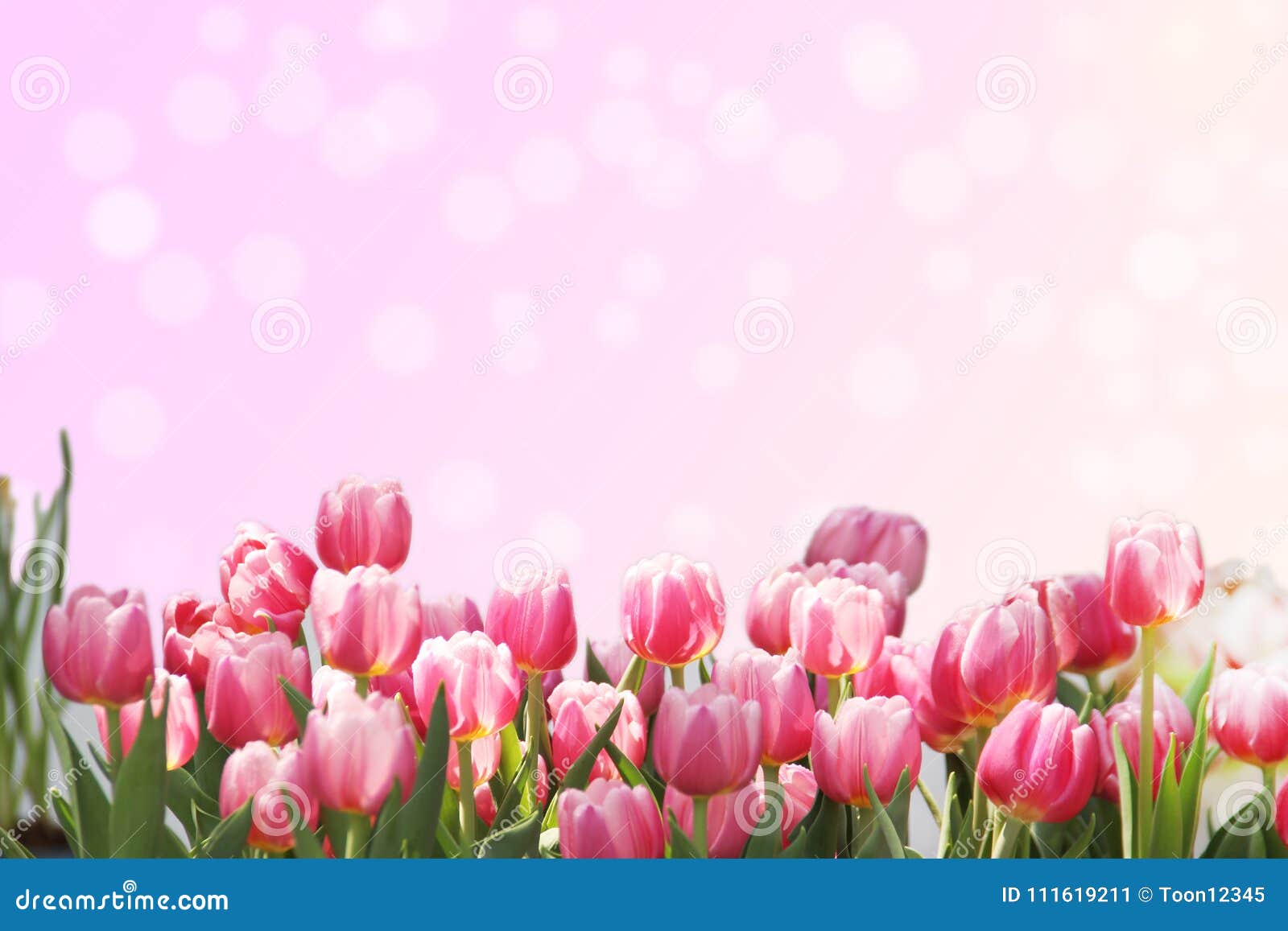 Pink Tulip Flowers Border on Holiday Background Stock Image - Image of ... Pink Tulip Flowers Border on Holiday Background Stock Image - Image of ...