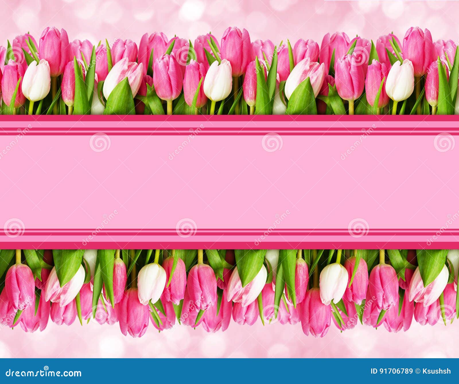 Pink Tulip Flowers Borders and Space for Text Stock Image - Image of ...
