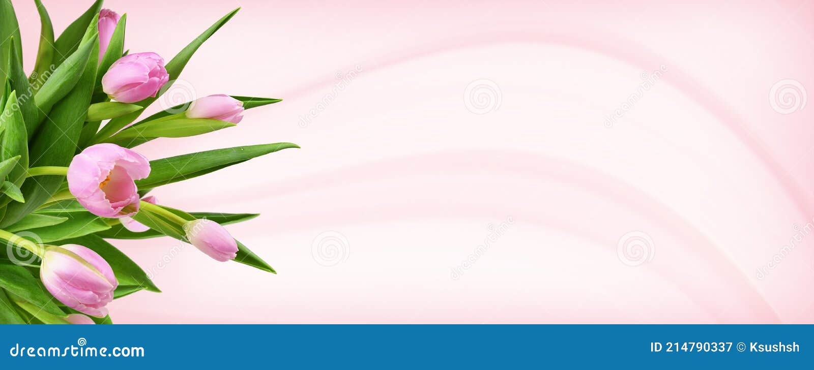 Pink Tulip Flowers in a Corner on Pink Background Stock Image - Image ...