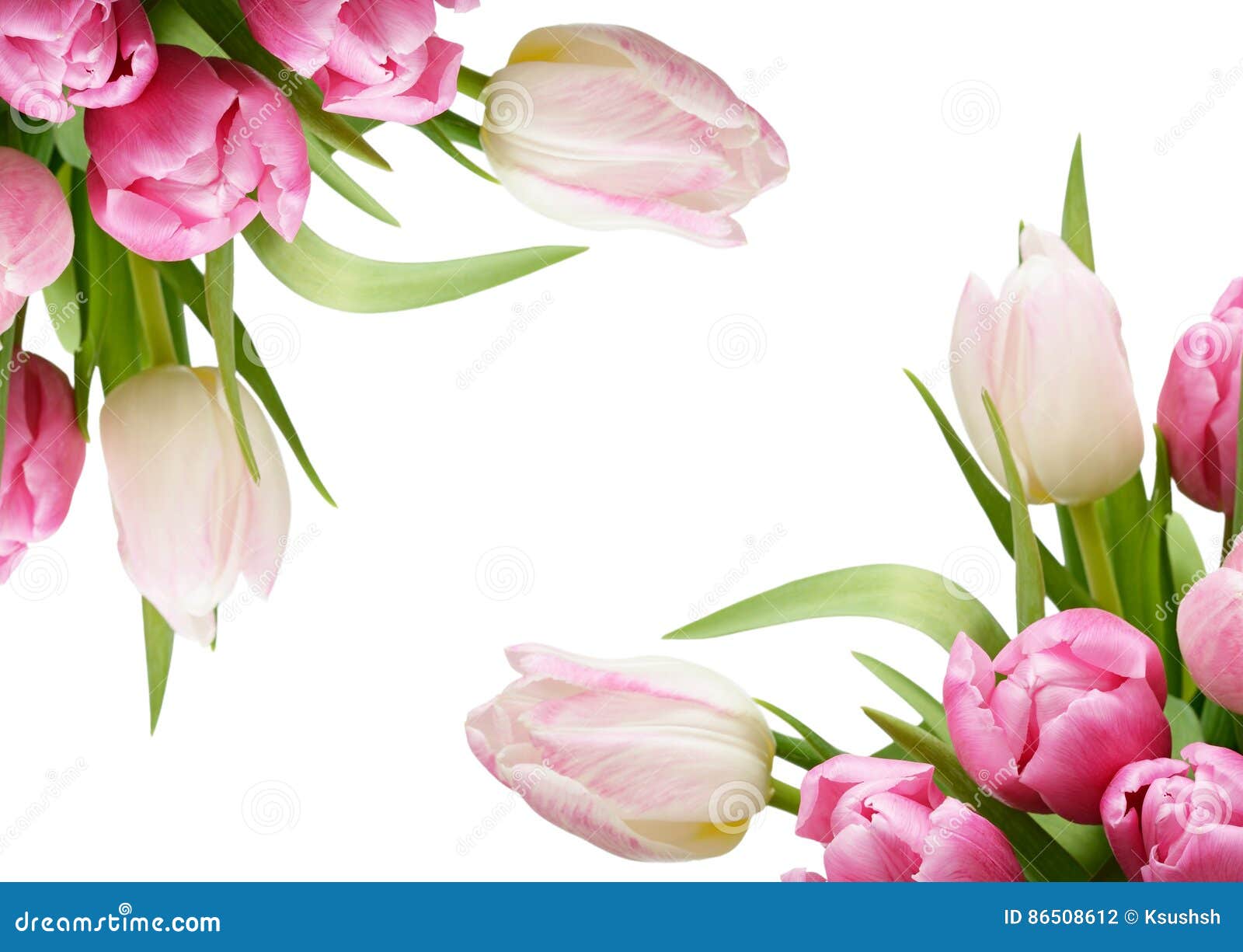 Pink tulip flowers corners stock photo. Image of corner - 86508612