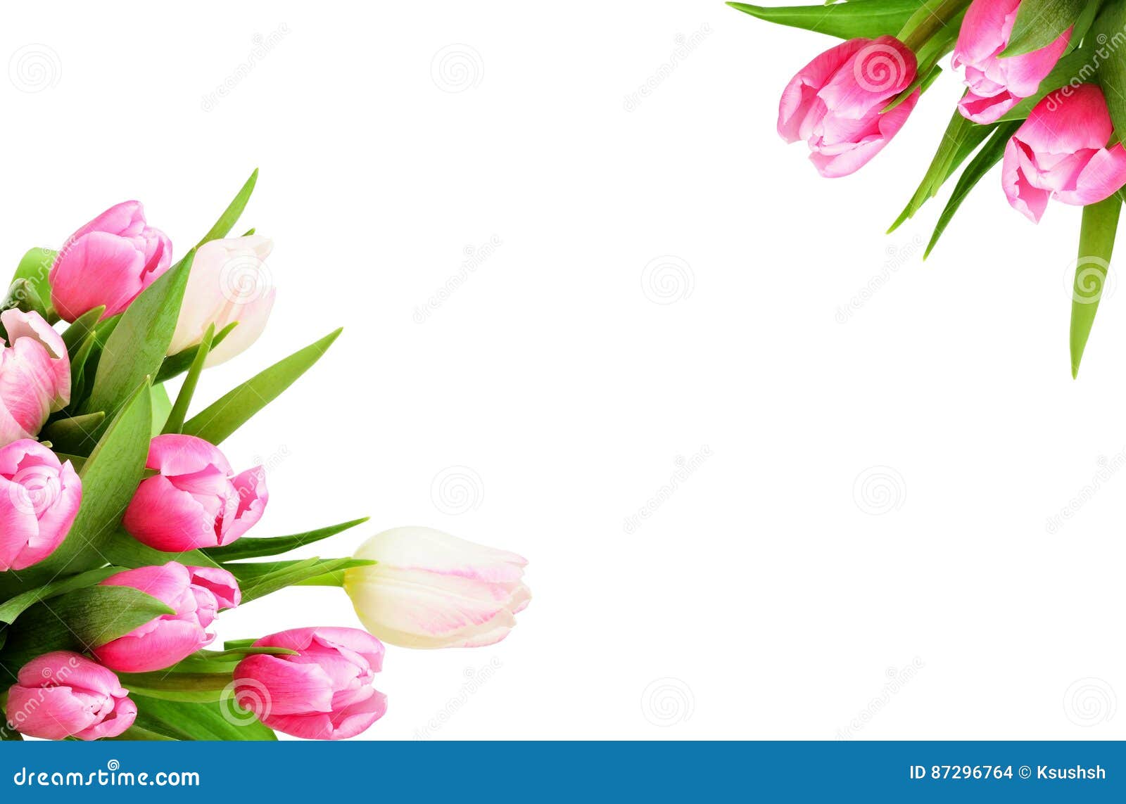Pink tulip flowers corners stock photo. Image of green - 87296764