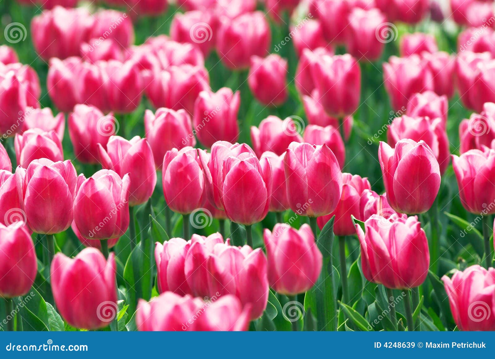 Pink tulip flowers field stock image. Image of color, meadow - 4248639