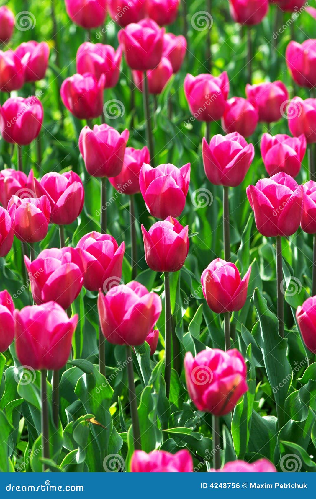 Pink tulip flowers field stock photo. Image of leaf, green - 4248756