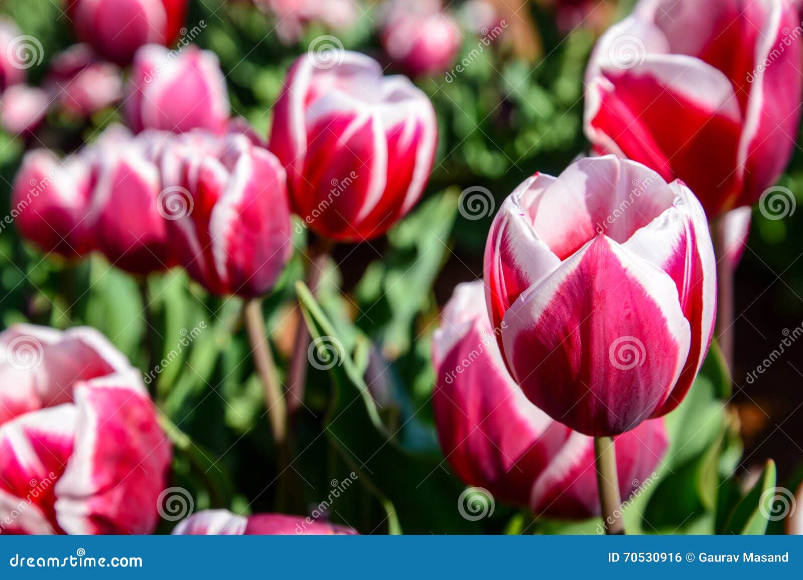 Pink Tulip Flowers in Spring Stock Photo - Image of ground, paper: 70530916
