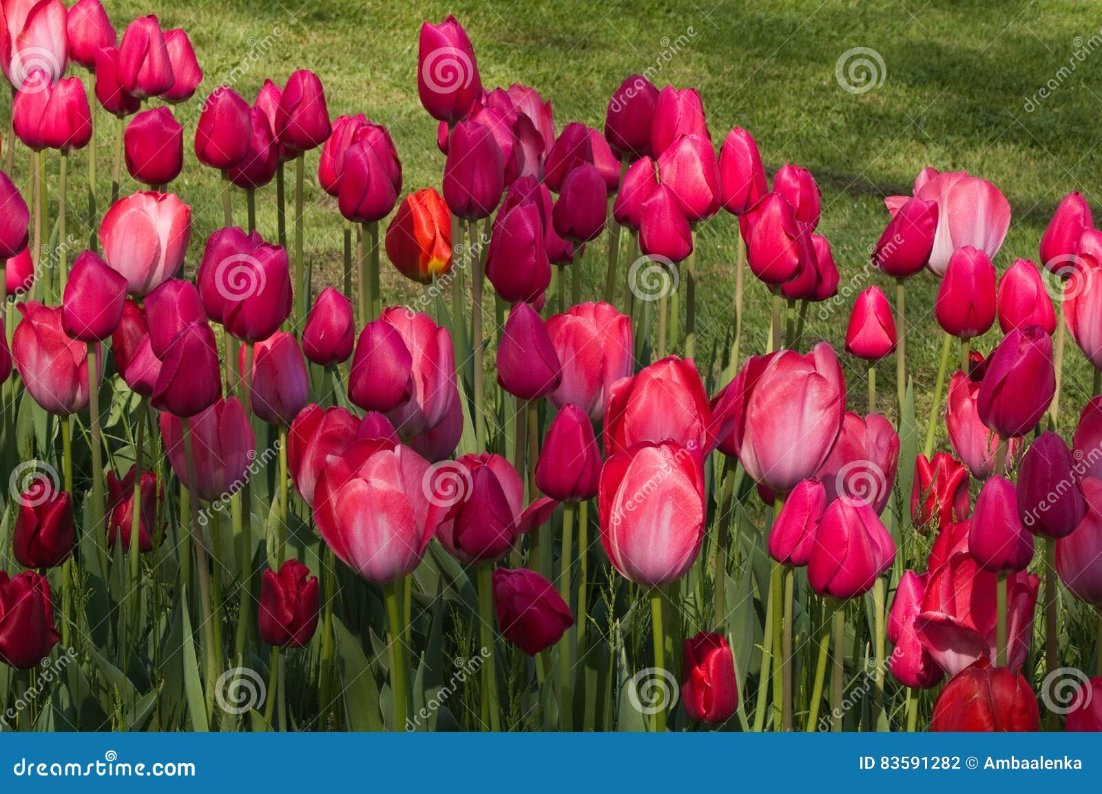 Pink Tulip Flowers on Spring Meadow Stock Photo - Image of pink, spring ...