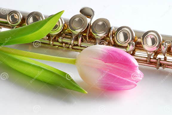 Pink tulip and flute stock image. Image of stem, woodwind - 1867797