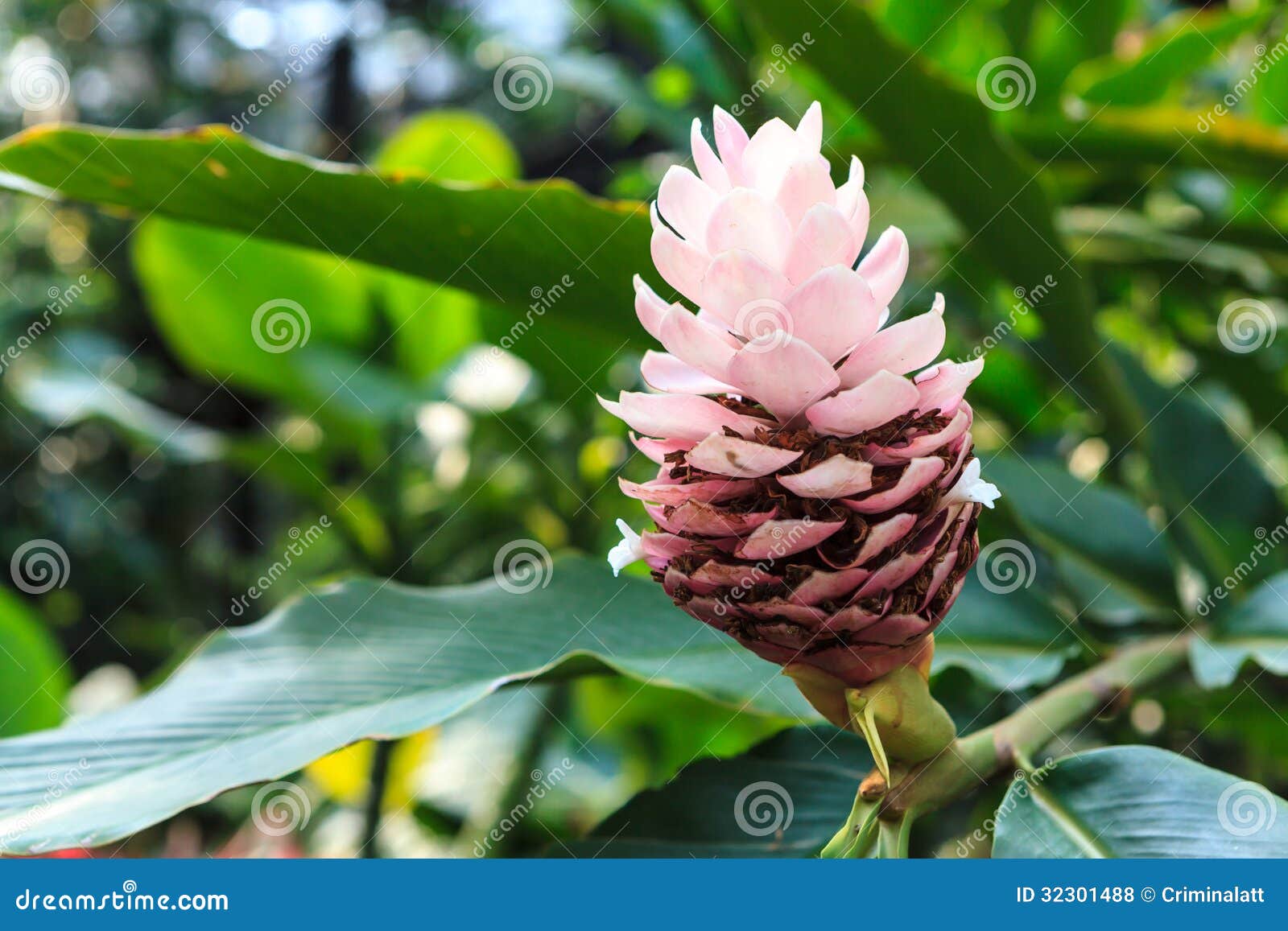 Pink tulip ginger stock photo. Image of closeup, flower - 32301488