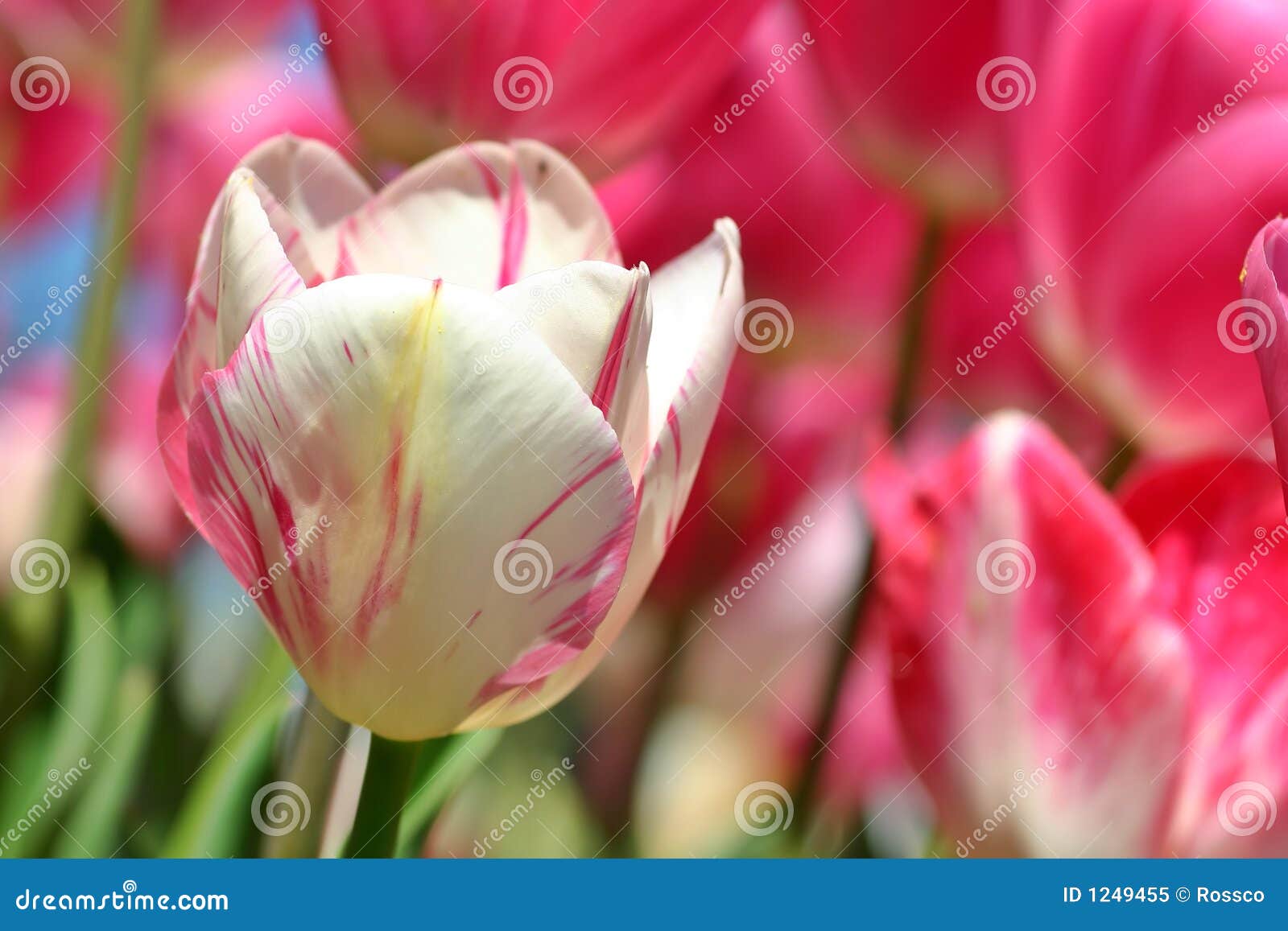 Pink Tulip Macro 2 stock image. Image of summer, garden - 1249455