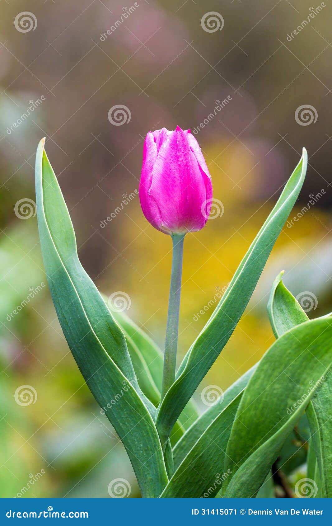 Pink tulip stock image. Image of detail, floral, colorful - 31415071