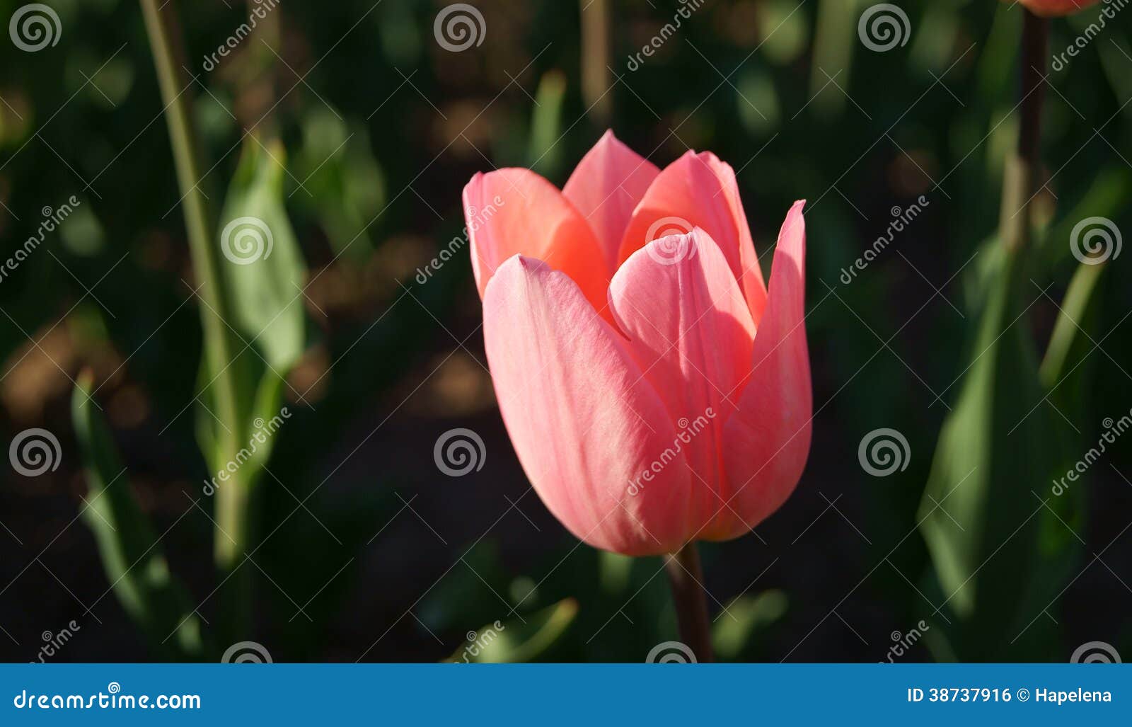 Pink Tulip stock photo. Image of macro, seasonal, bloom - 38737916